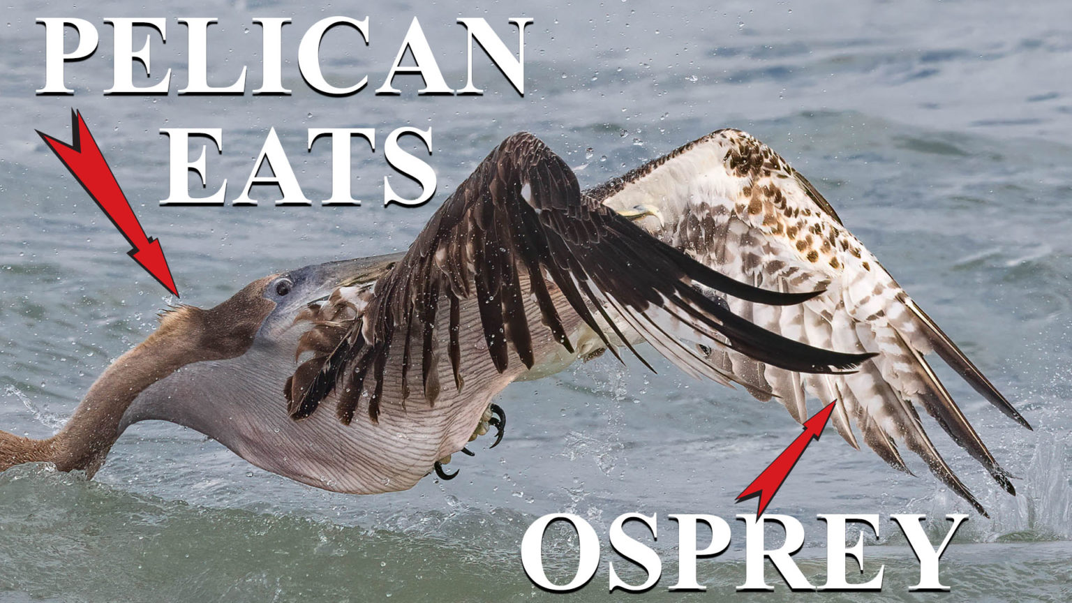 Pelican VS Osprey - Who Eats Who? Wildlife Photography with the Canon ...